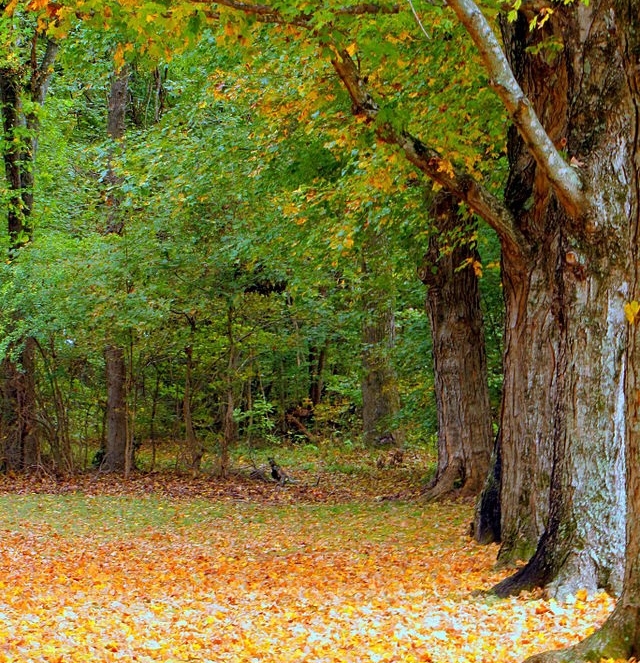 Happy Fall! | At a Glance...